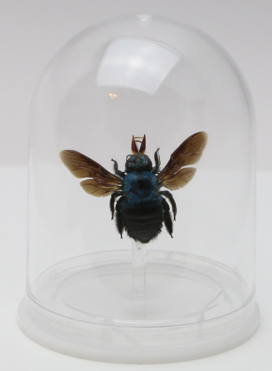 All Mini-Bell Jars – Nature Connection World